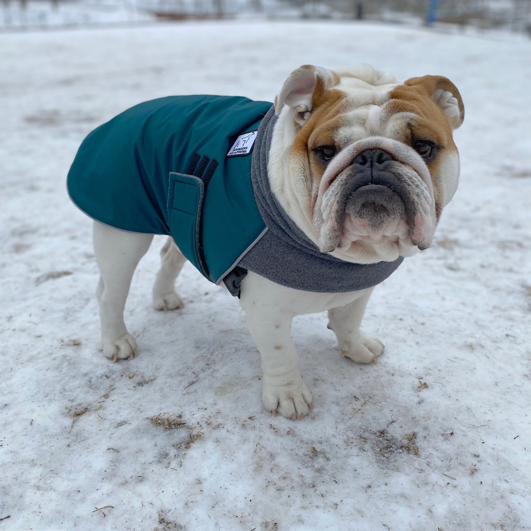 English Bulldog Jacket | Voyagers K9 Apparel