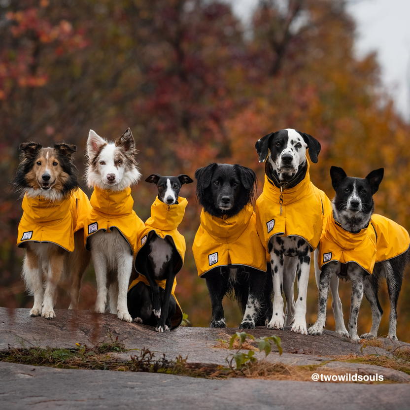 Made to Measure Dog Apparel – Voyagers K9 Apparel