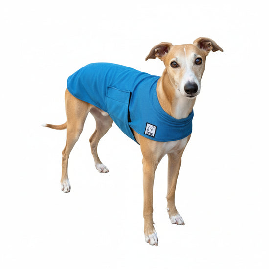 Whippet Cooling Coat – Voyagers K9 Apparel