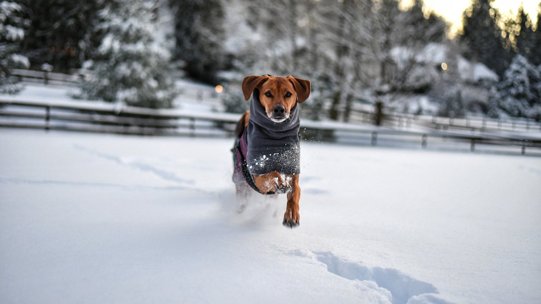 Voyagers K9 Apparel | Breed-Specific Custom-Sized Dog Coats