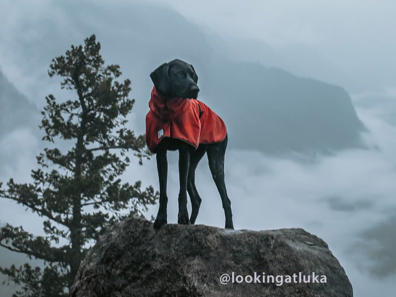 German Shorthaired Pointer Coat | Voyagers K9 Apparel
