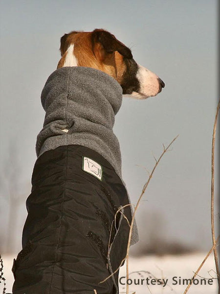 Custom Greyhound Coats | Voyagers K9 Apparel