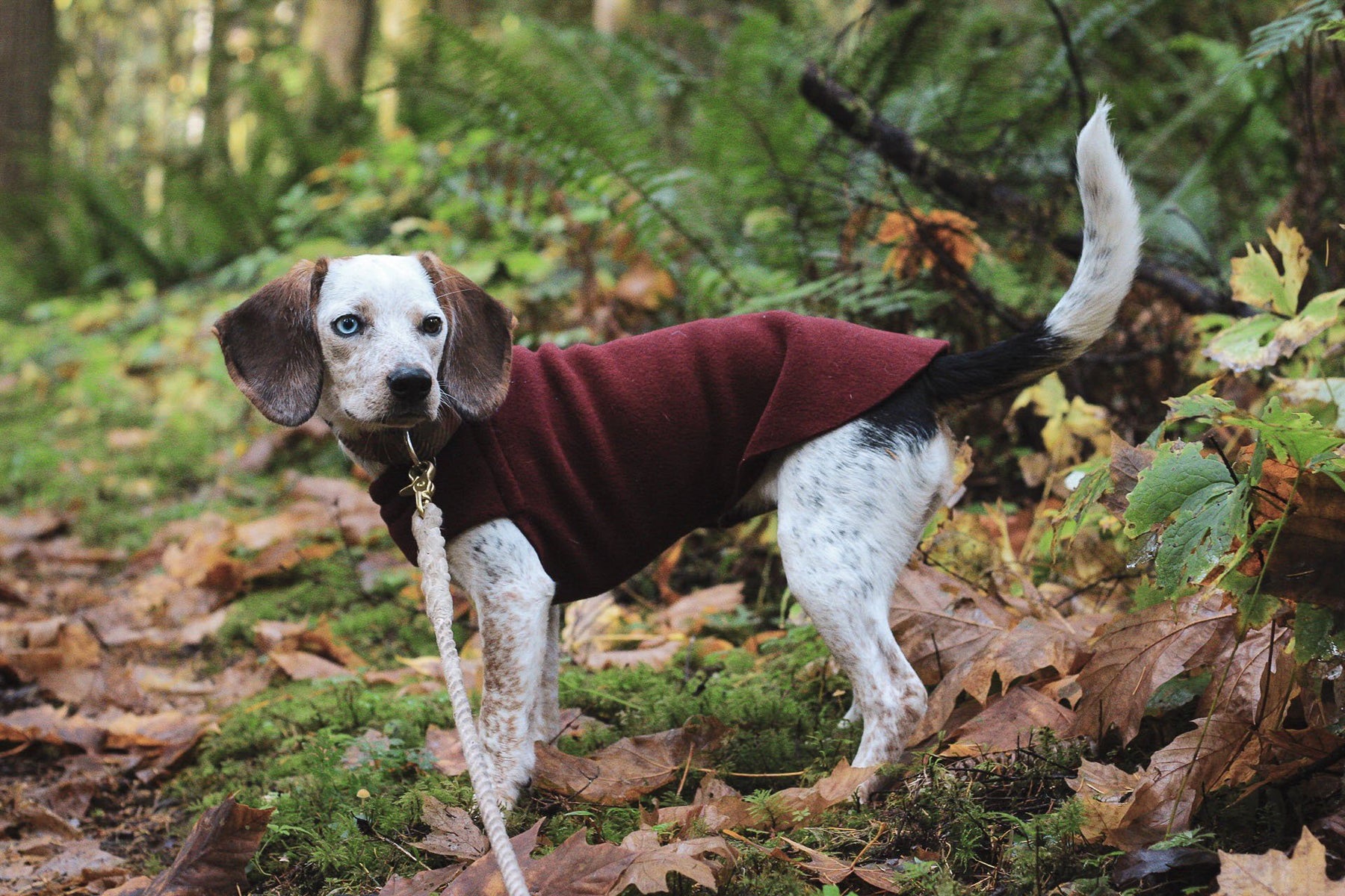 About Us – Voyagers K9 Apparel